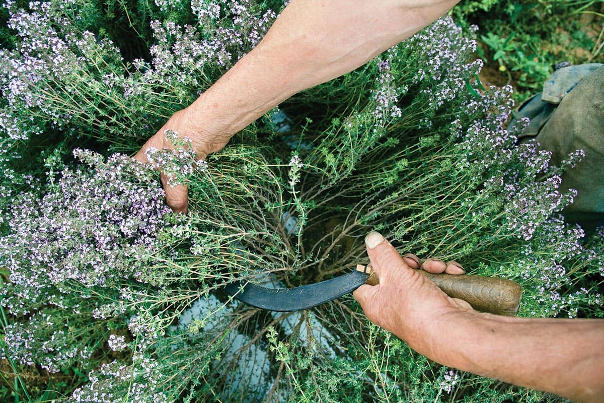 Timijan ( Thymus Vulrgaris)2023