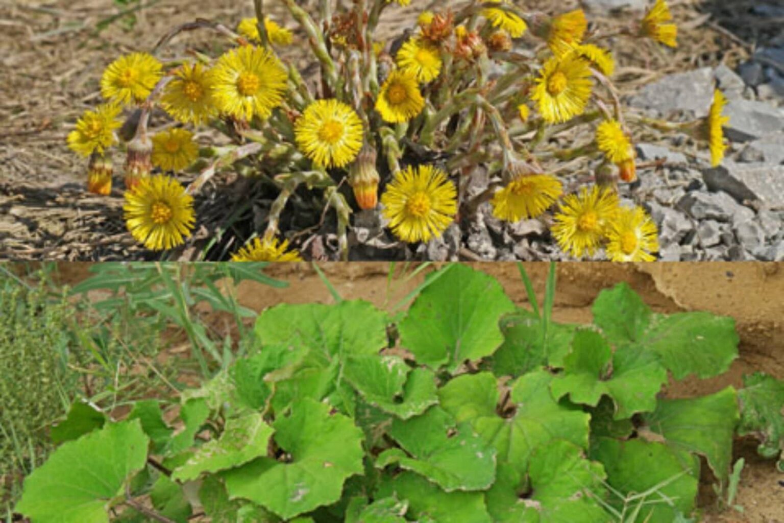 PODBEL – Tussilago Farfara L. 2023